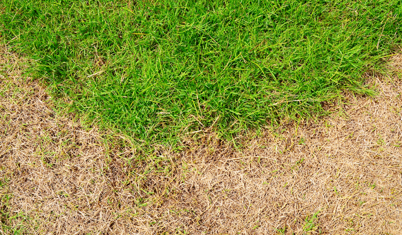 Foliar-Pak Blog | The Latest and Greatest on Landscaping