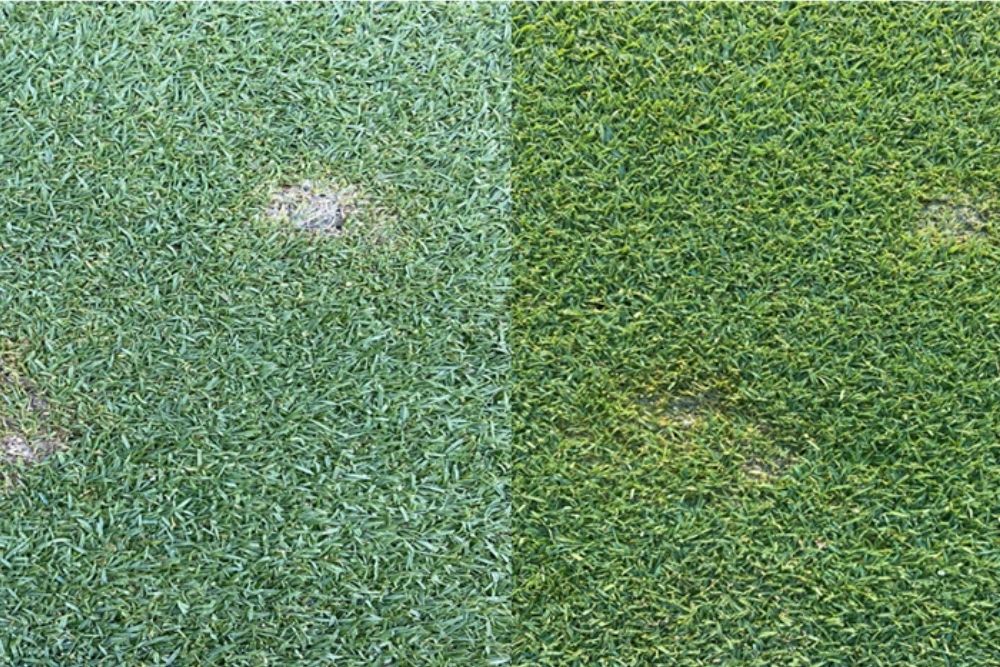 CSi L as a Physiological Tool | Foliar-Pak