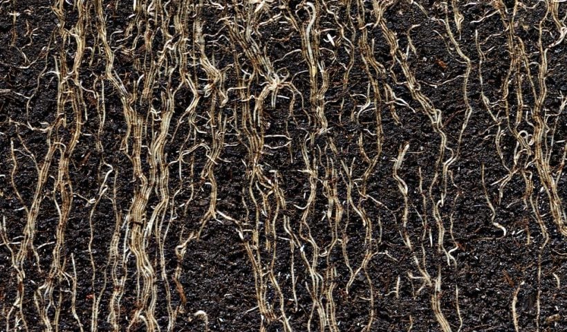 Foliar Pak Liquid Nutrients Landscaping Solutions