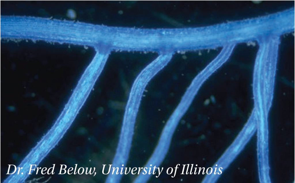 Enhancing Nutrient Efficiency: How Armament Optimizes Nitrogen and ...