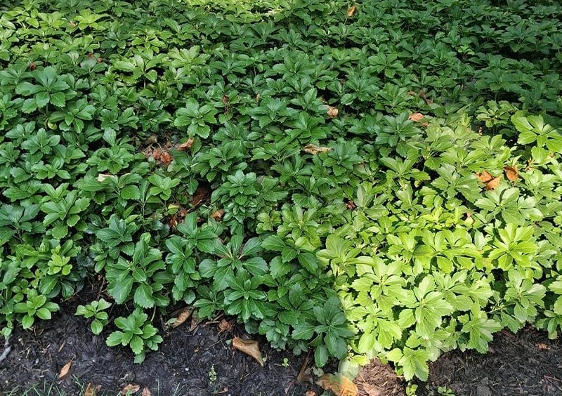 Cody Lisk (Engledow Group) | Foliar-Pak